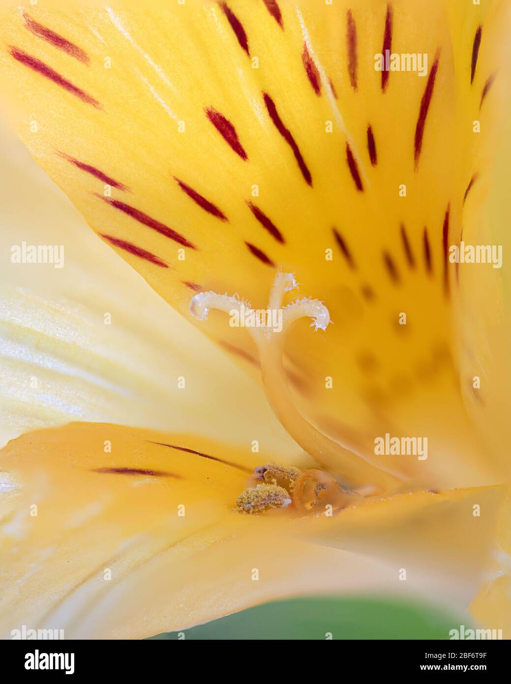 Pistel hi-res stock photography and images - Alamy