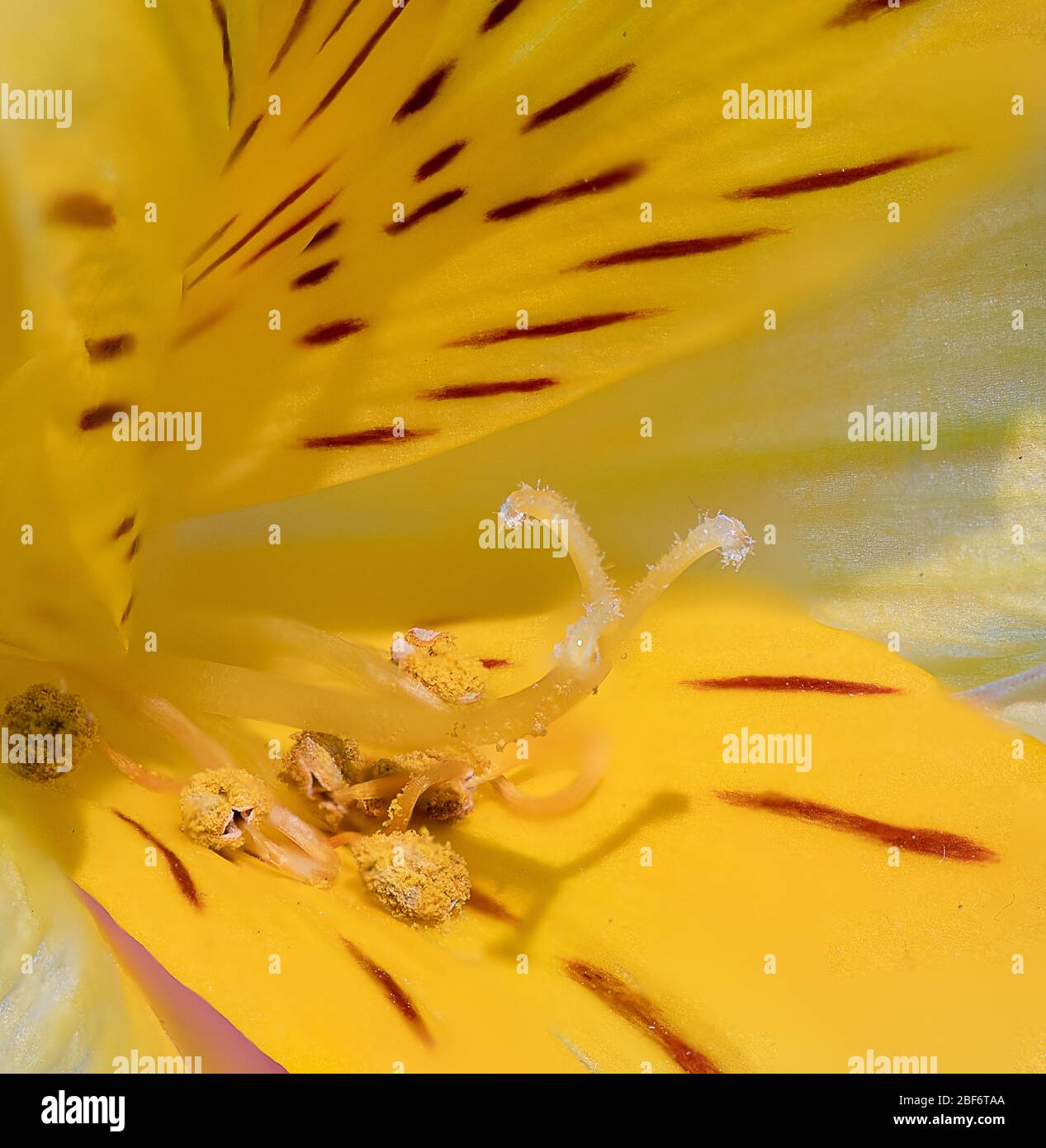 Pistel hi-res stock photography and images - Alamy