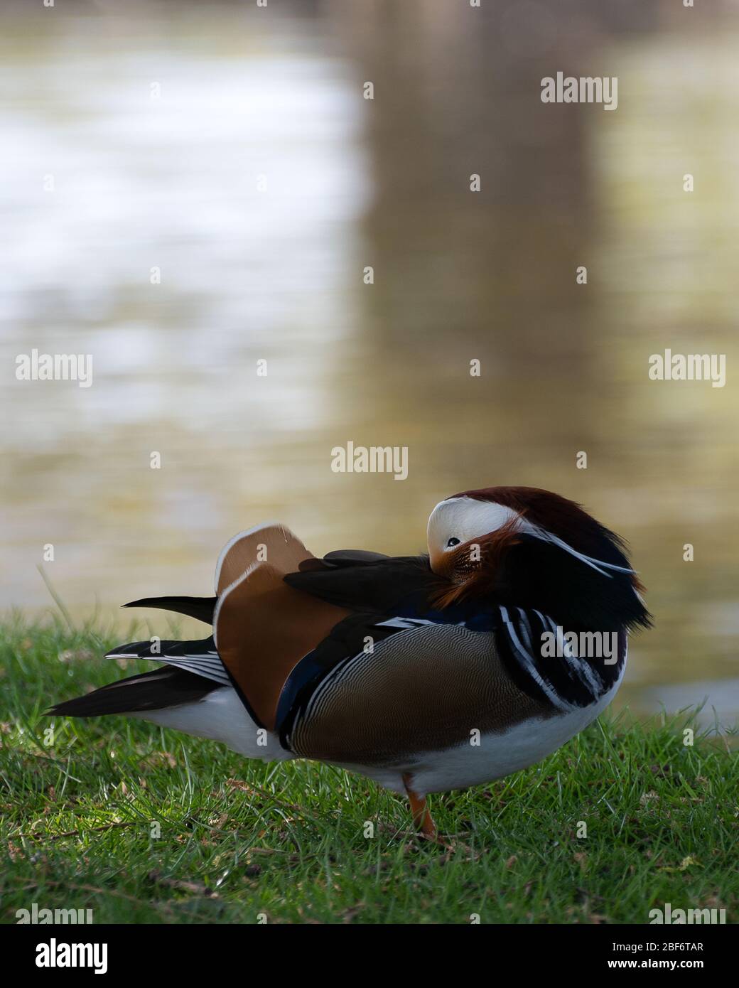 Mandarin duck taking a nap at the edge of the pond Stock Photo - Alamy