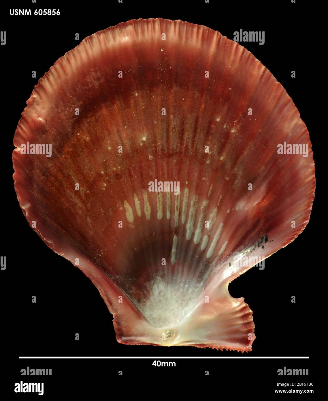 When 16 jan hi-res stock photography and images - Alamy