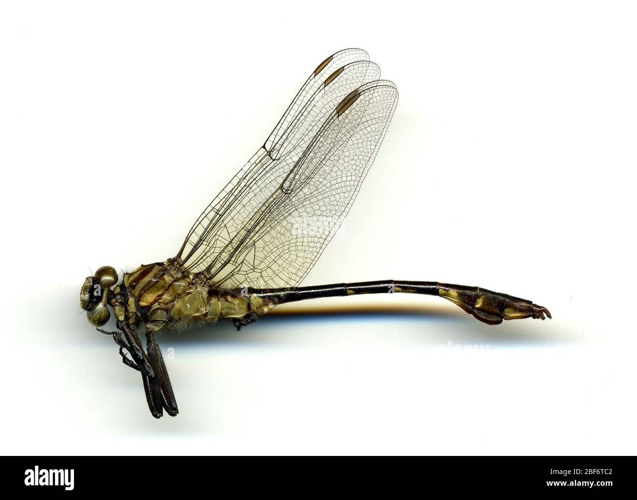 Gomphus dilatatus. 19 May 20161 Stock Photo - Alamy