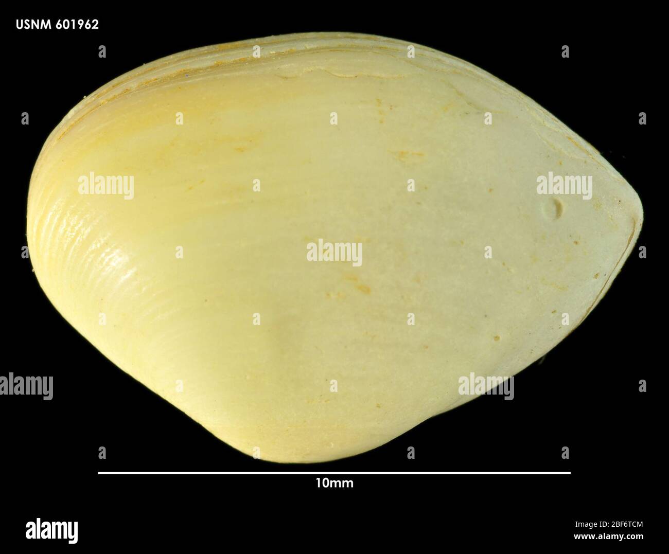 Anisocorbula hi-res stock photography and images - Alamy