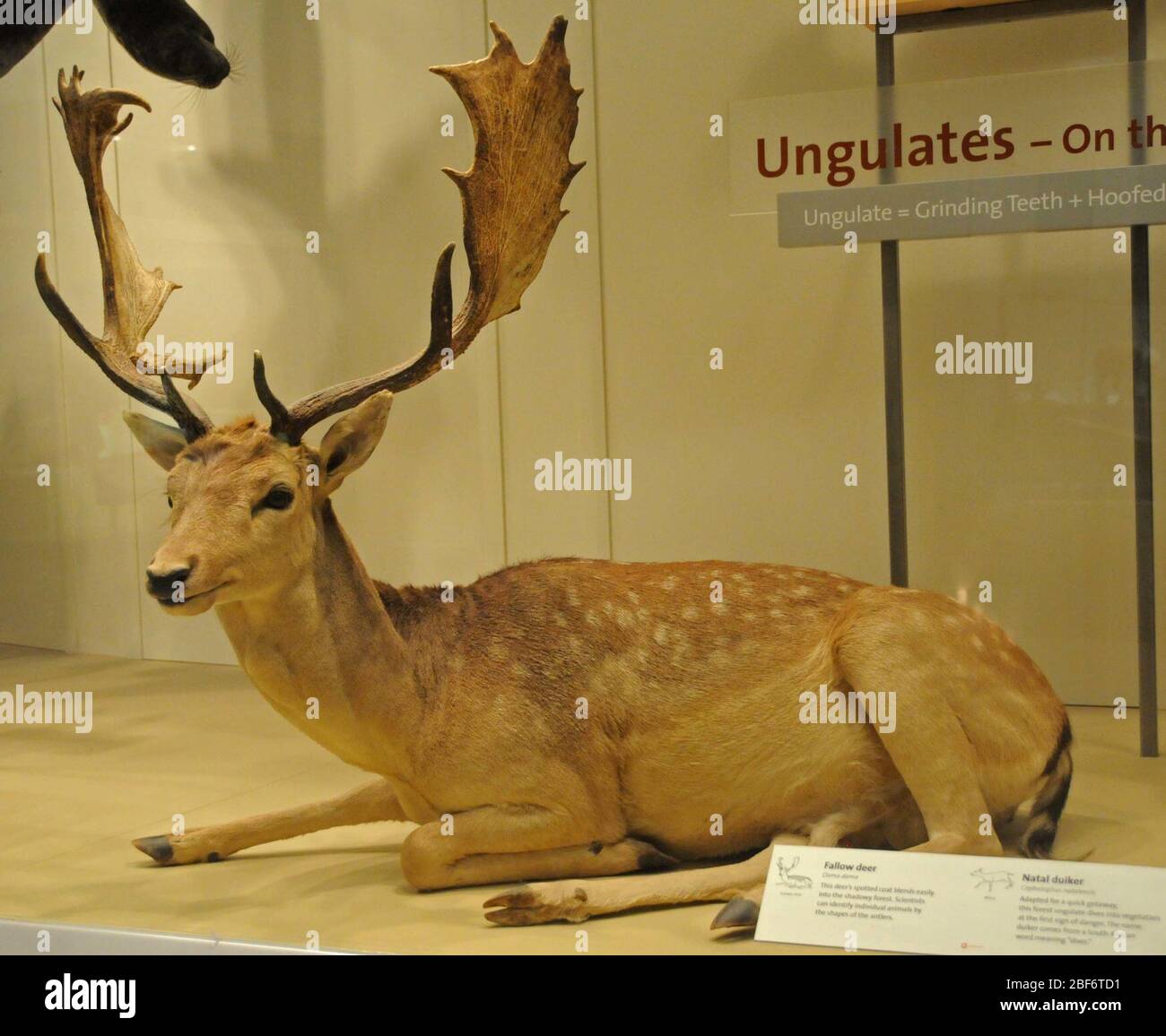 Dama dama. 19 Aug 20141 Stock Photo - Alamy