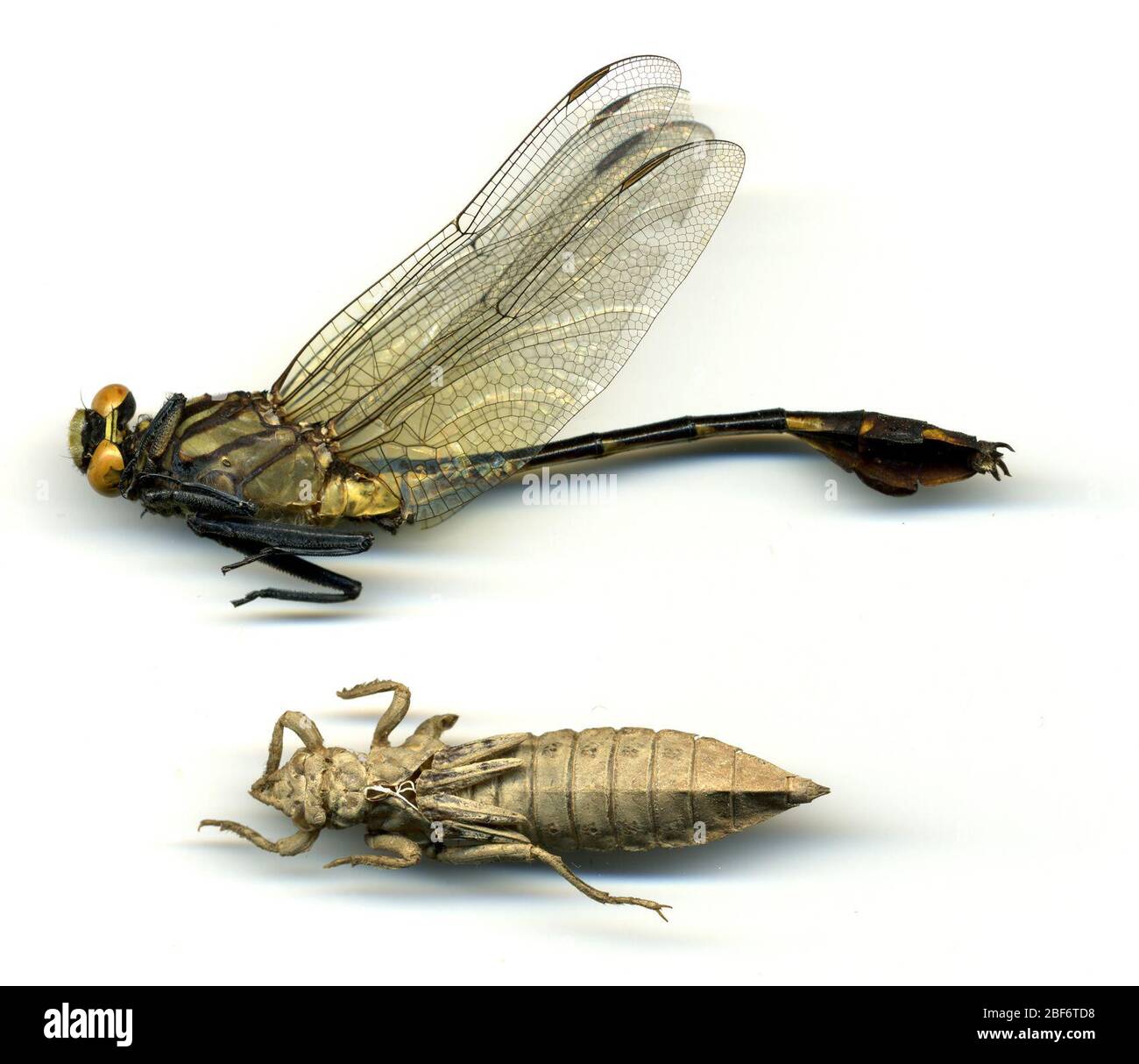 Gomphus dilatatus. 19 May 20161 Stock Photo - Alamy