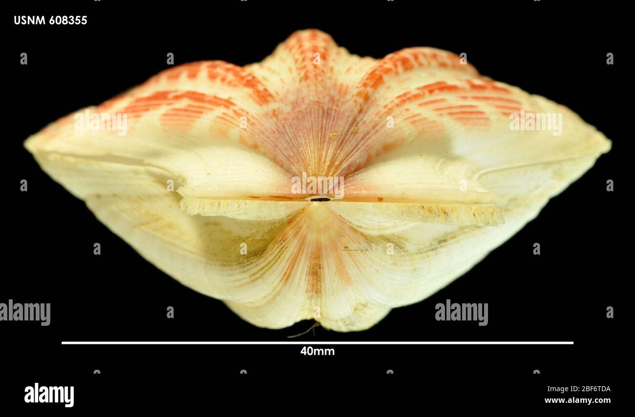 Caroli j hi-res stock photography and images - Alamy