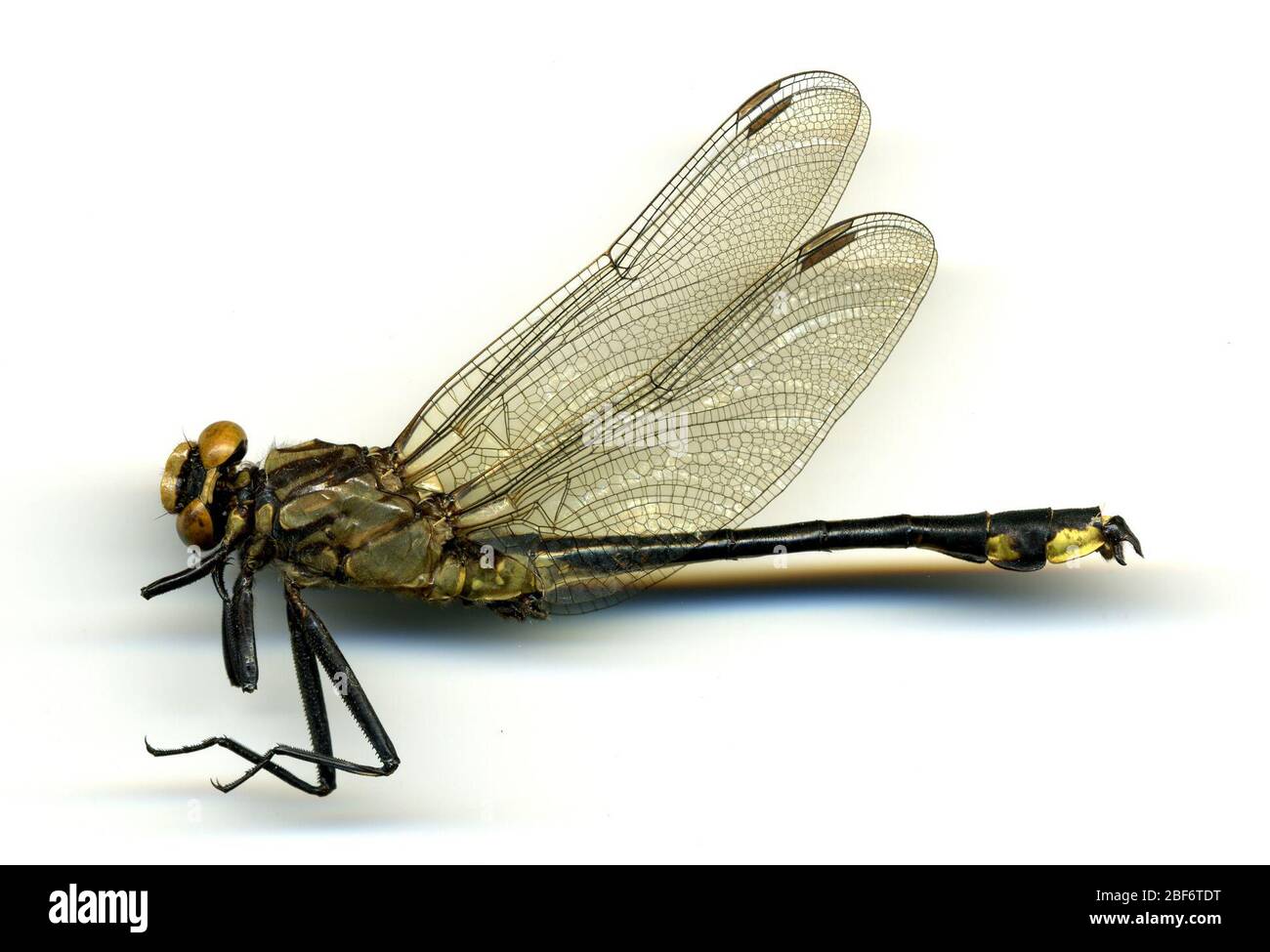 Gomphus Gomphus fraternus. 19 May 20161 Stock Photo - Alamy