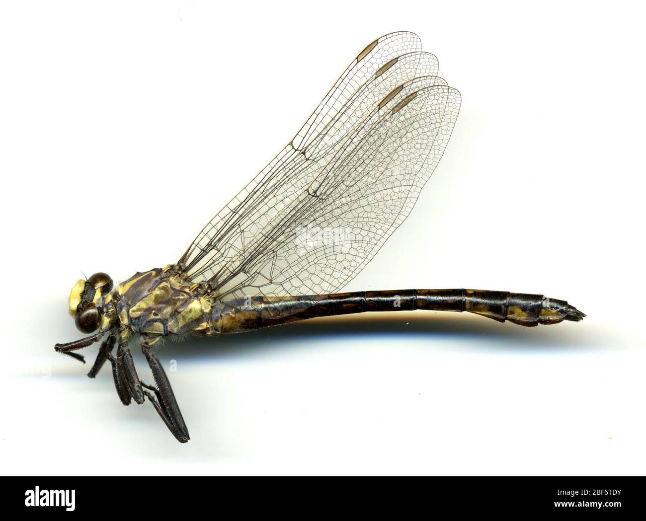 Mycology documentation Cut Out Stock Images & Pictures - Alamy