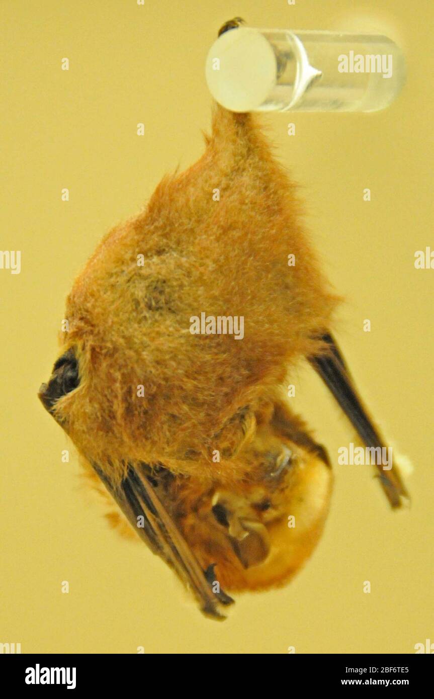 Lasiurus borealis. Skin on exhibit in the Behring Family Hall of ...