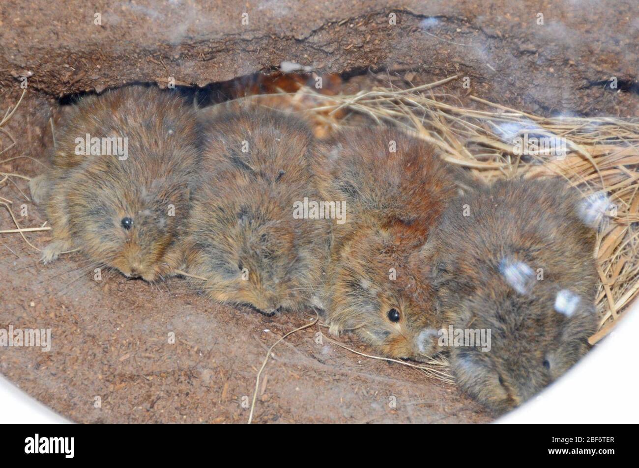 Reddish vole hi-res stock photography and images - Alamy