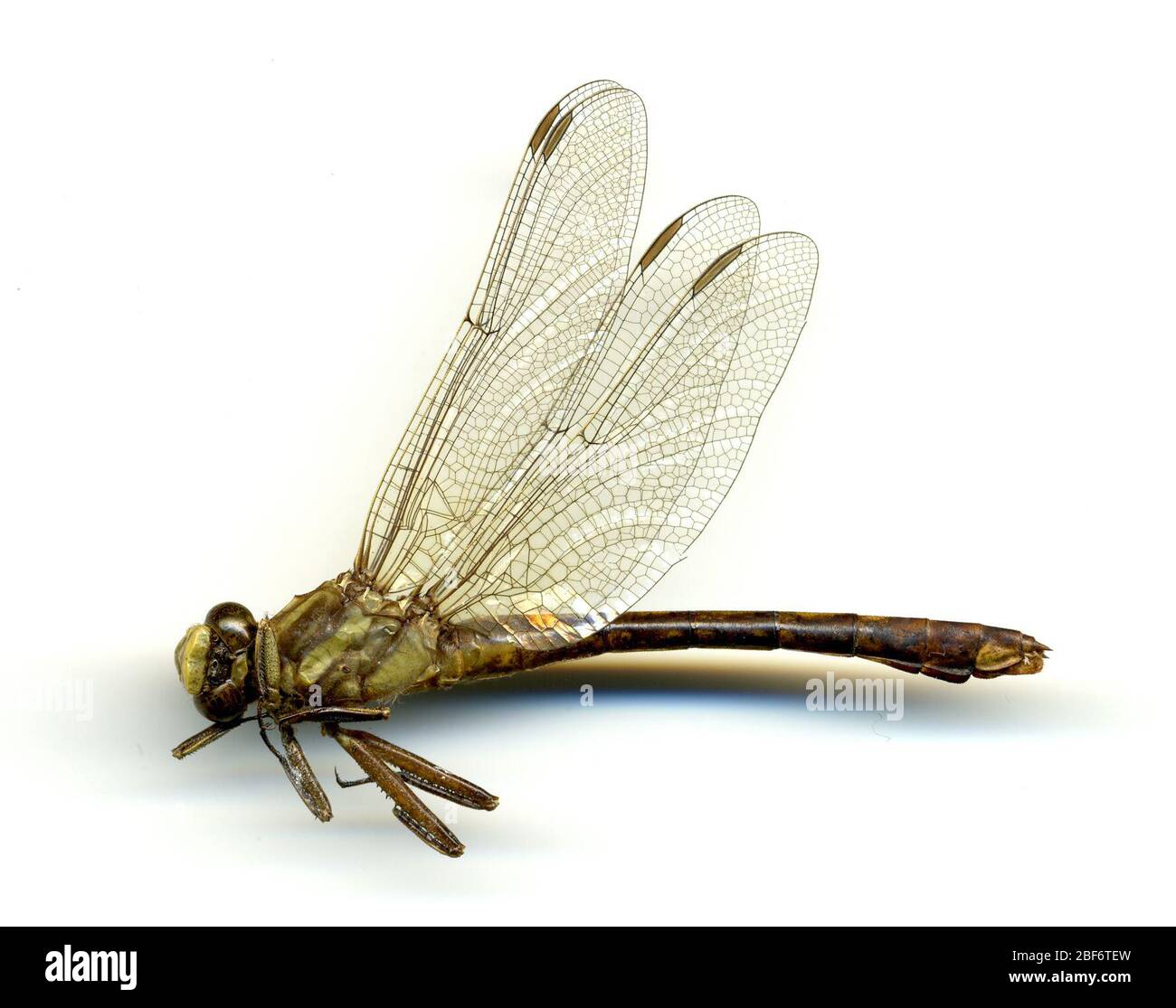 Gomphus hybridus hi-res stock photography and images - Alamy