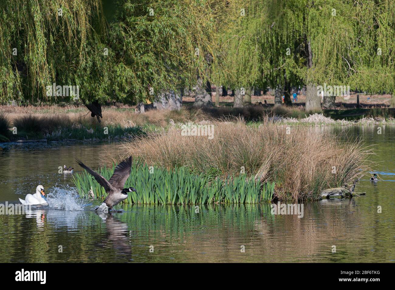 Swan chasing a Canadian goose around a nesting island Stock Photo - Alamy