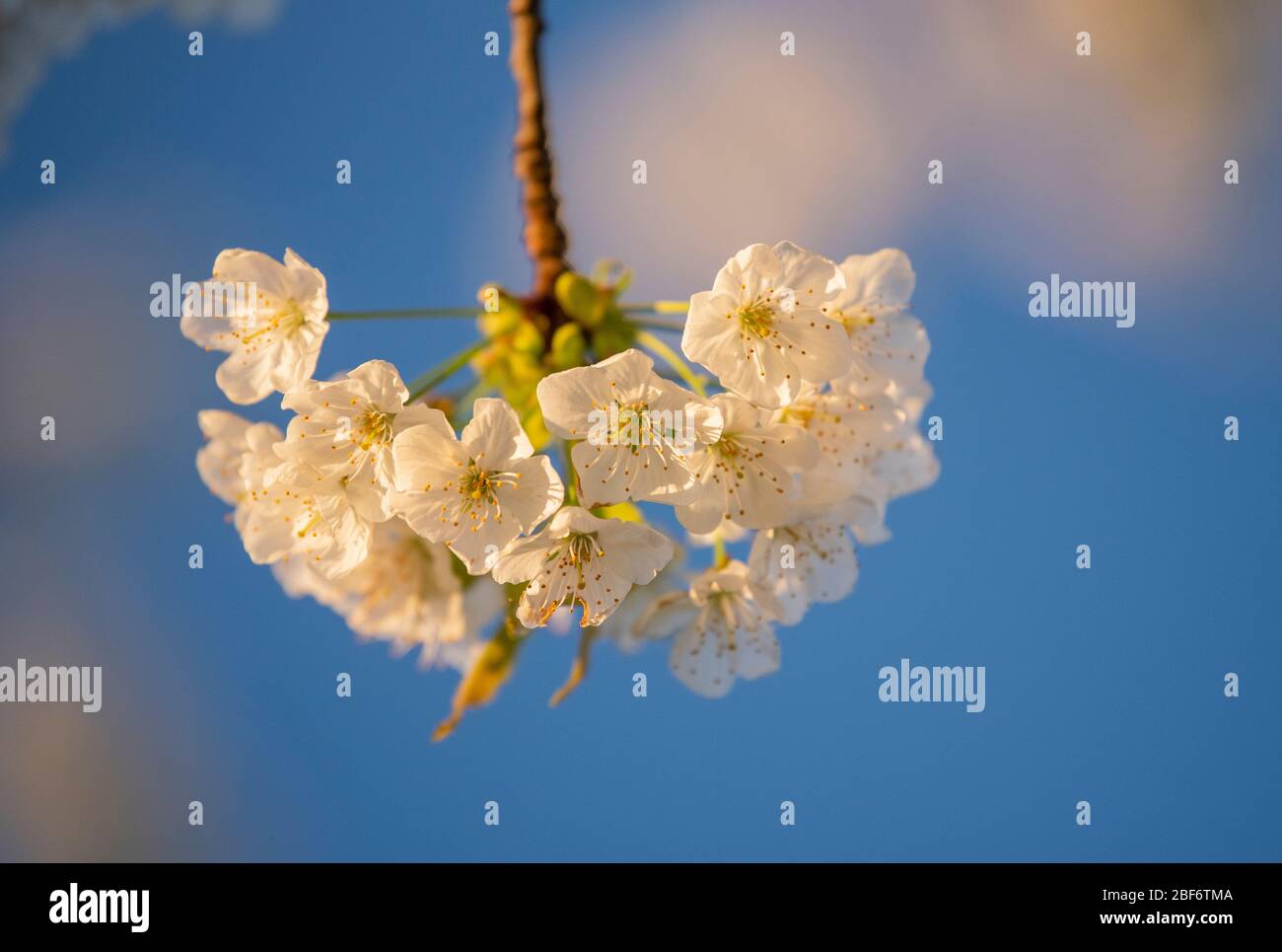 Cherry blossom tree depth of field hi-res stock photography and images ...