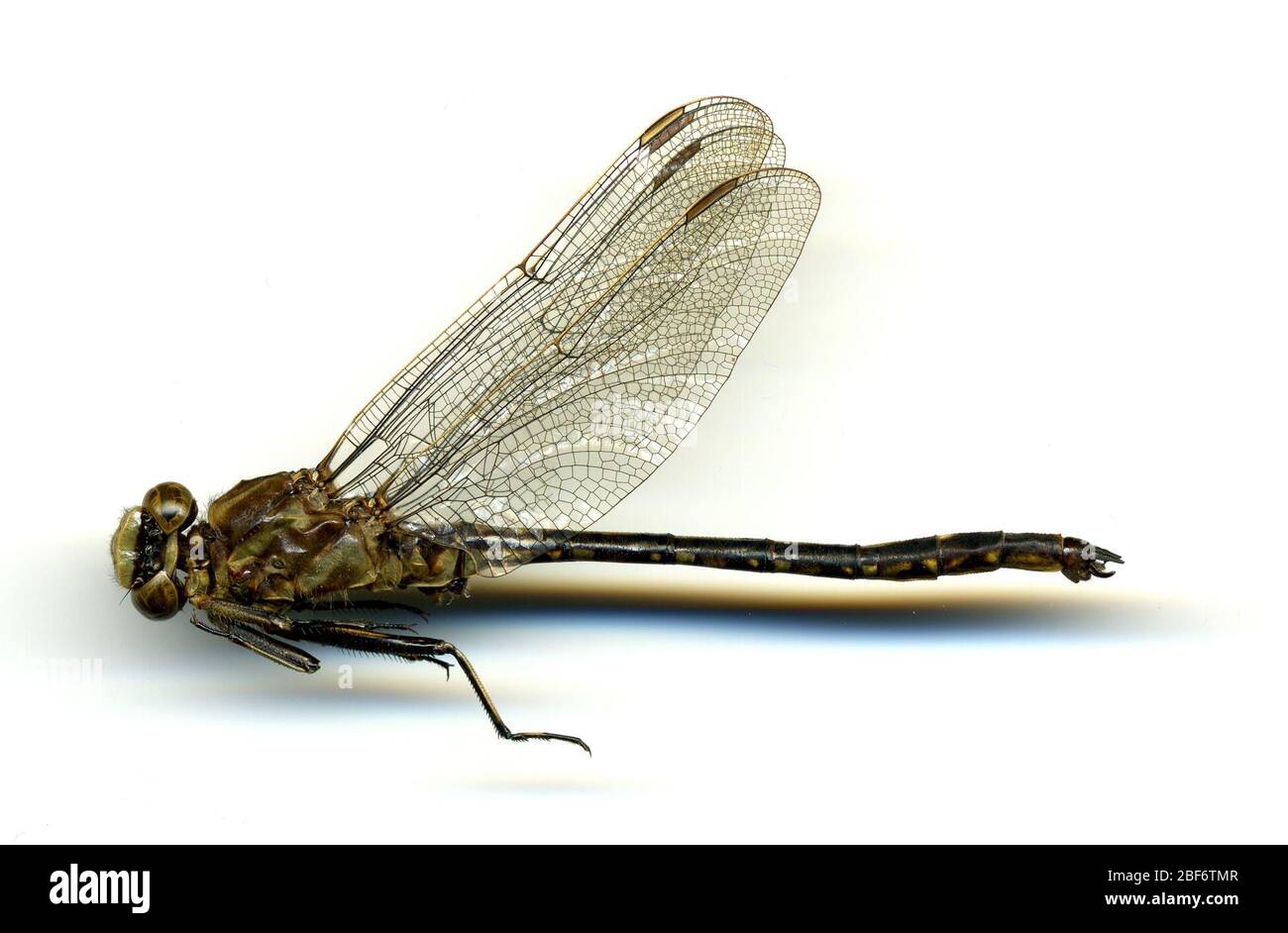 Gomphus spicatus. 20 May 20161 Stock Photo - Alamy