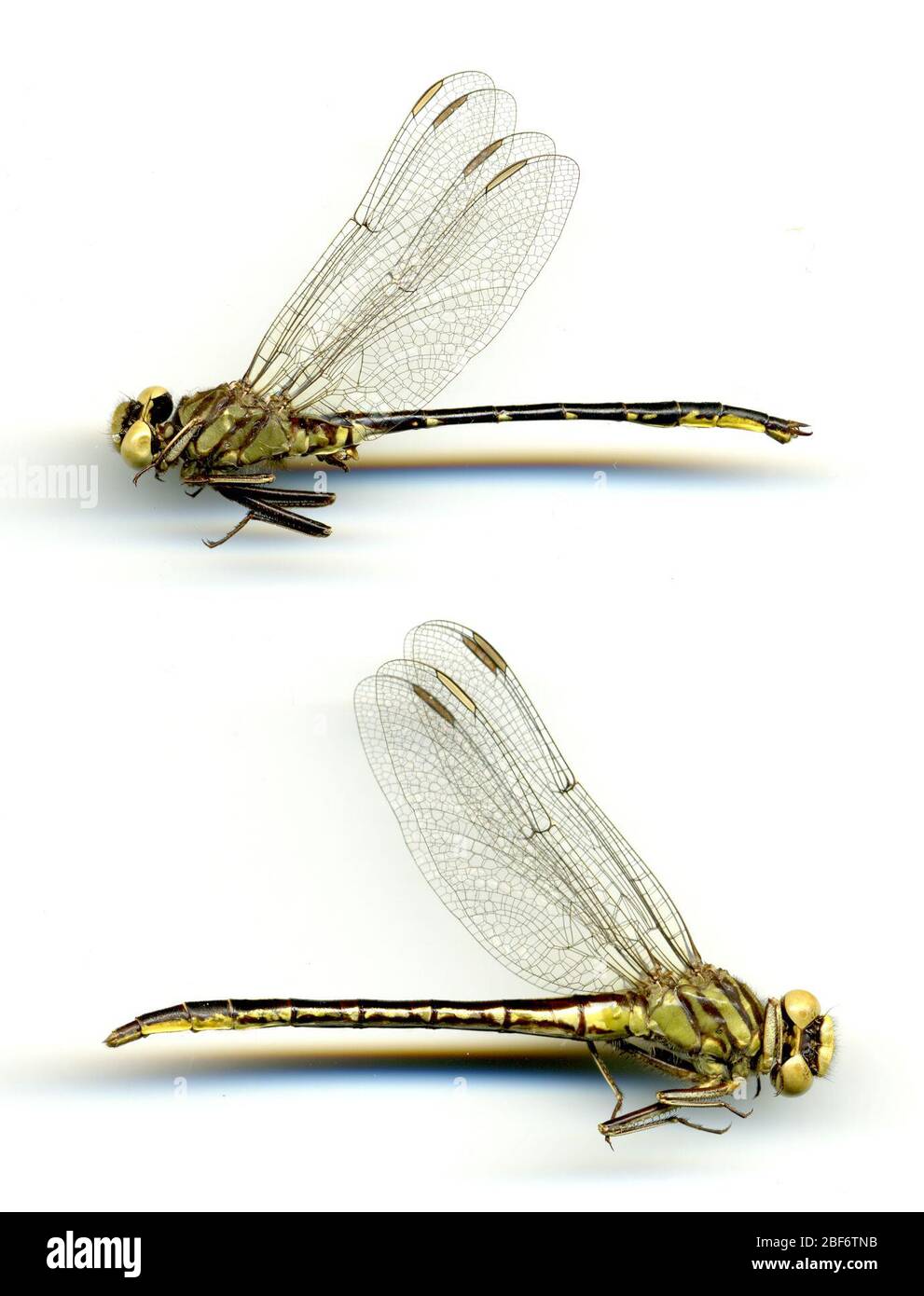 Species endemic Cut Out Stock Images & Pictures - Alamy