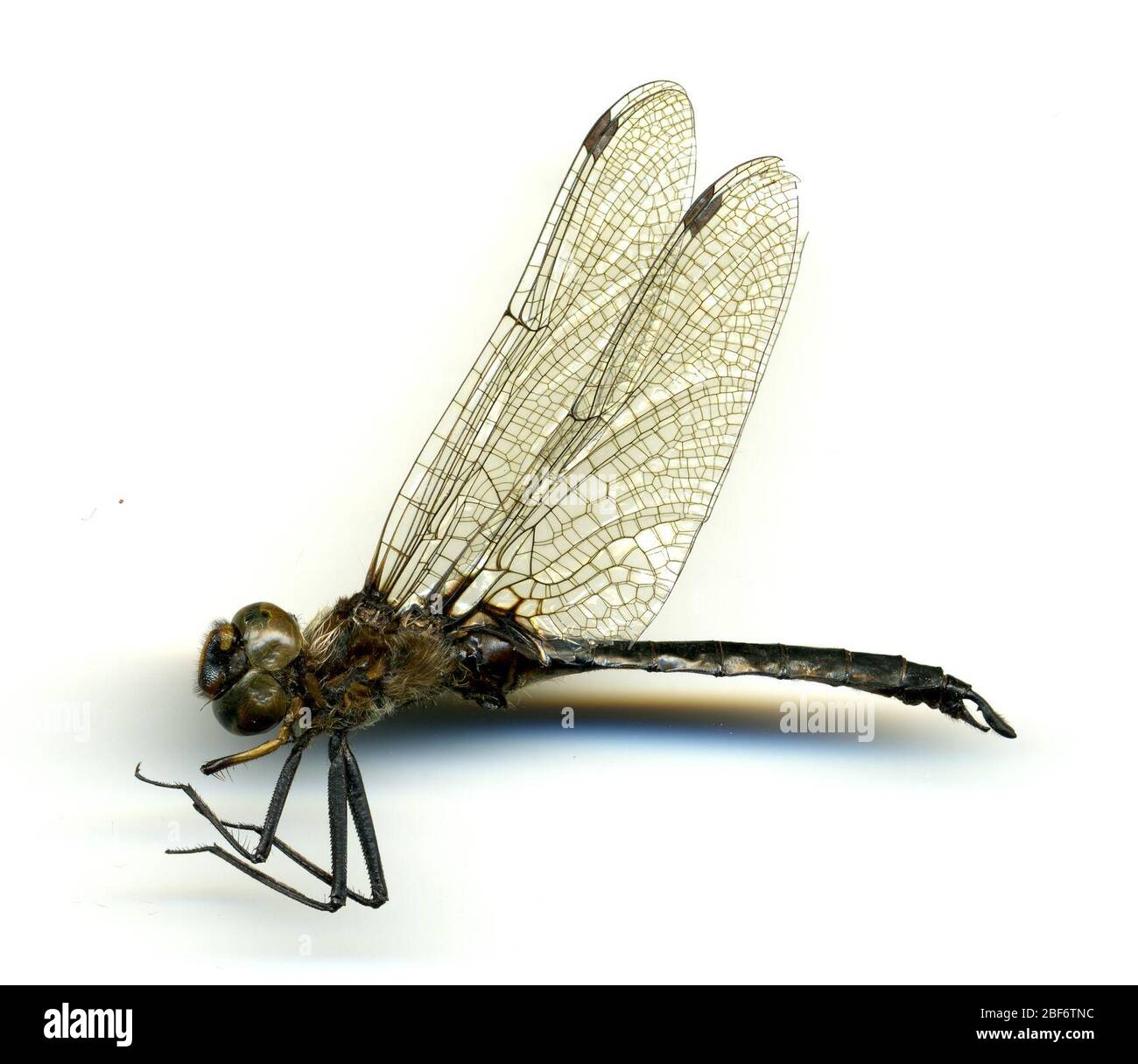 Epitheca spinigera. 19 May 20161 Stock Photo - Alamy