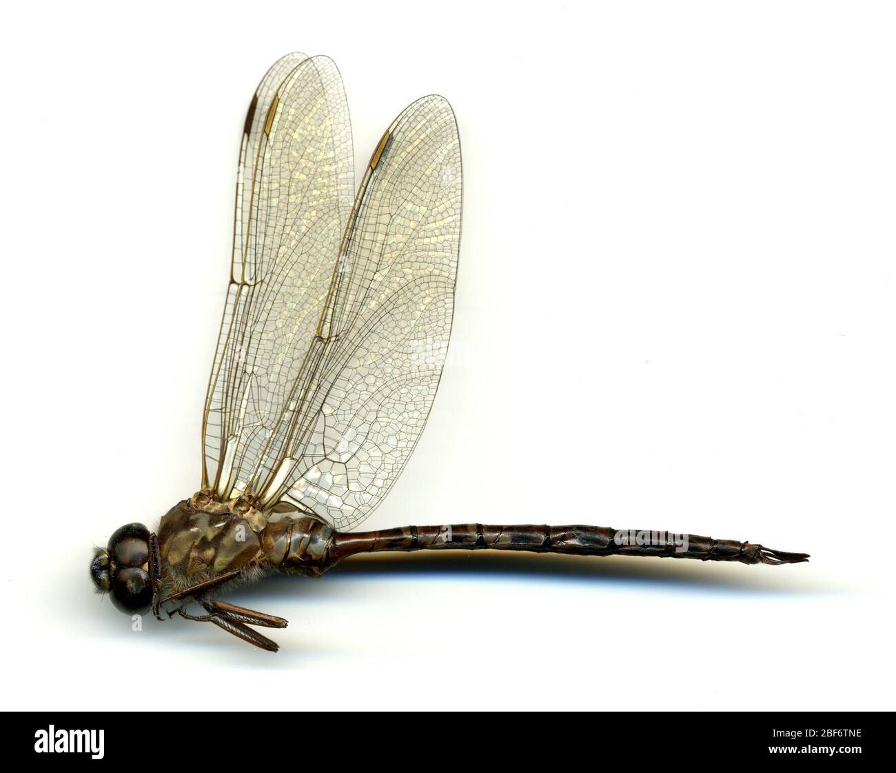 Clepsydra Cut Out Stock Images & Pictures - Alamy