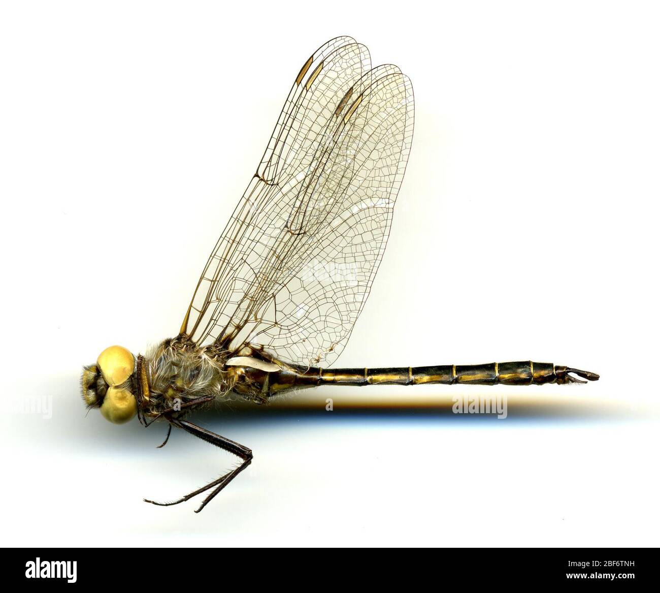 Epitheca stella Cut Out Stock Images & Pictures - Alamy