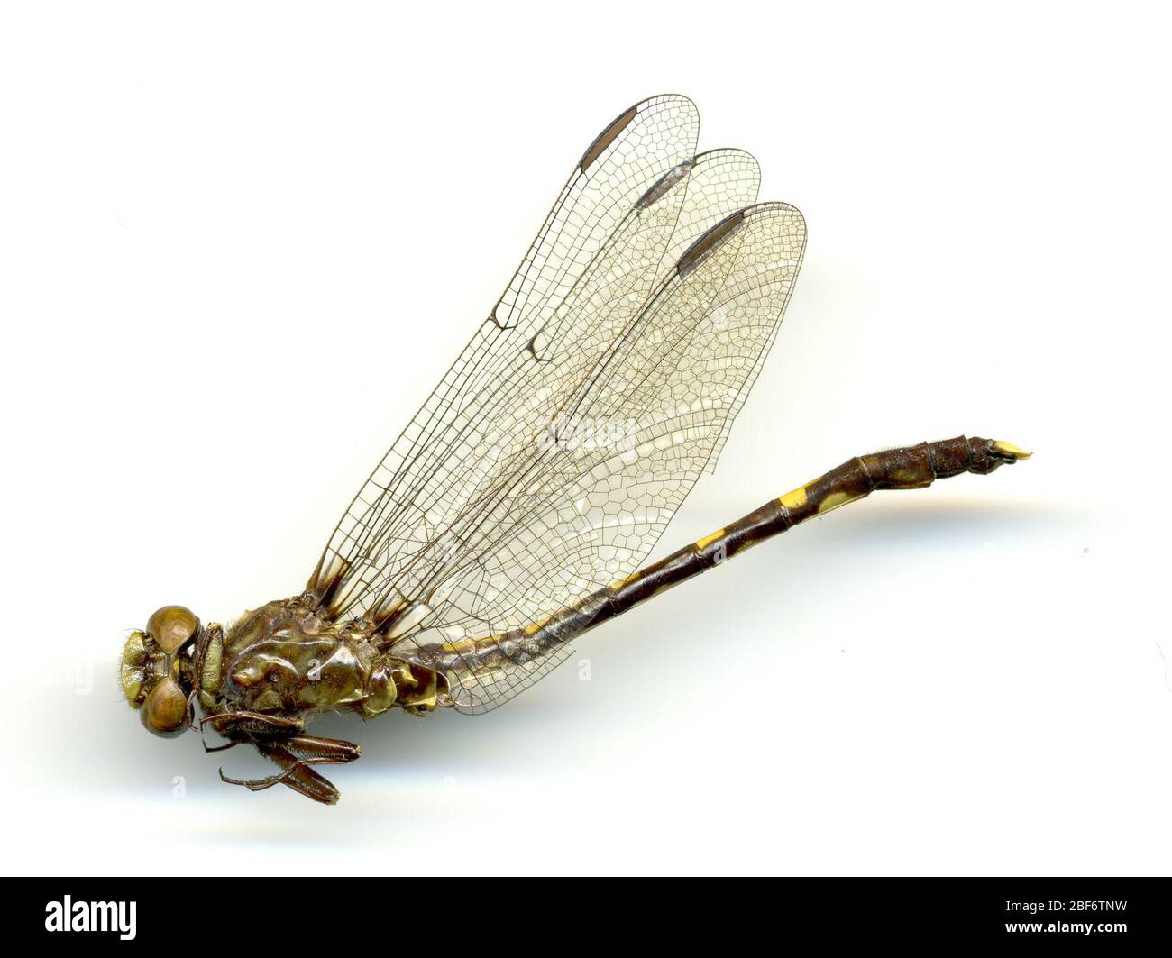 Progomphus obscurus Cut Out Stock Images & Pictures - Alamy