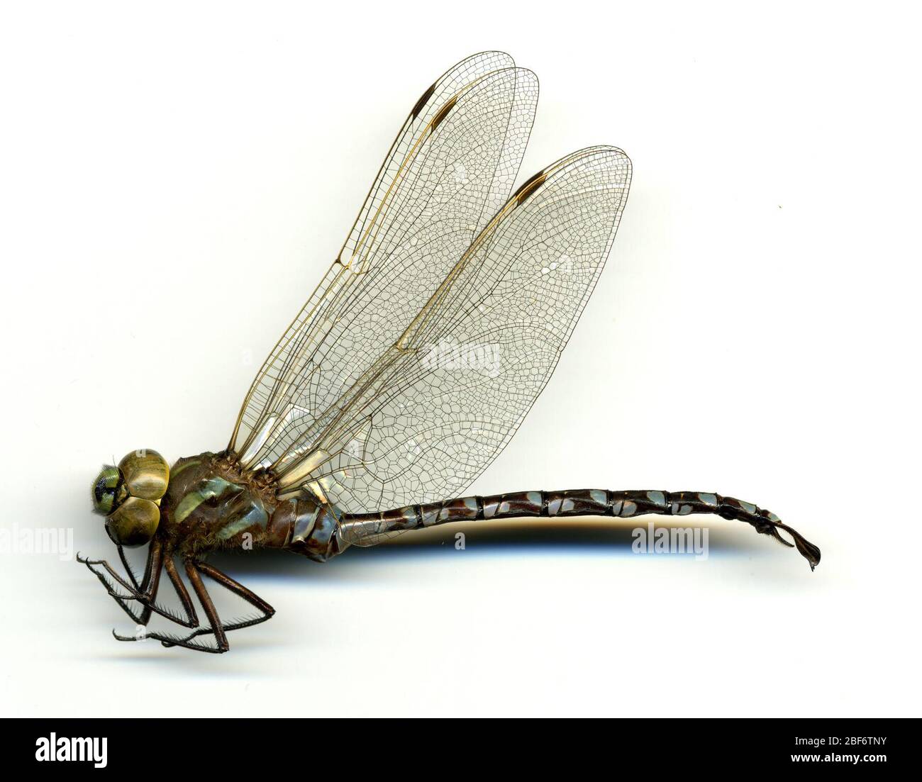 Constricta hi-res stock photography and images - Alamy