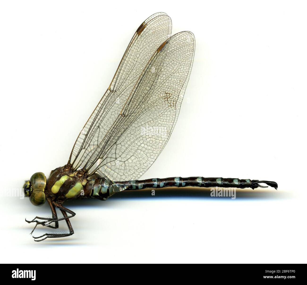 Persephone hi-res stock photography and images - Alamy