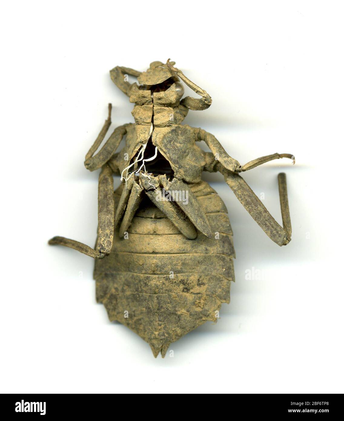 Dragonfly larvae identification hi-res stock photography and images - Alamy