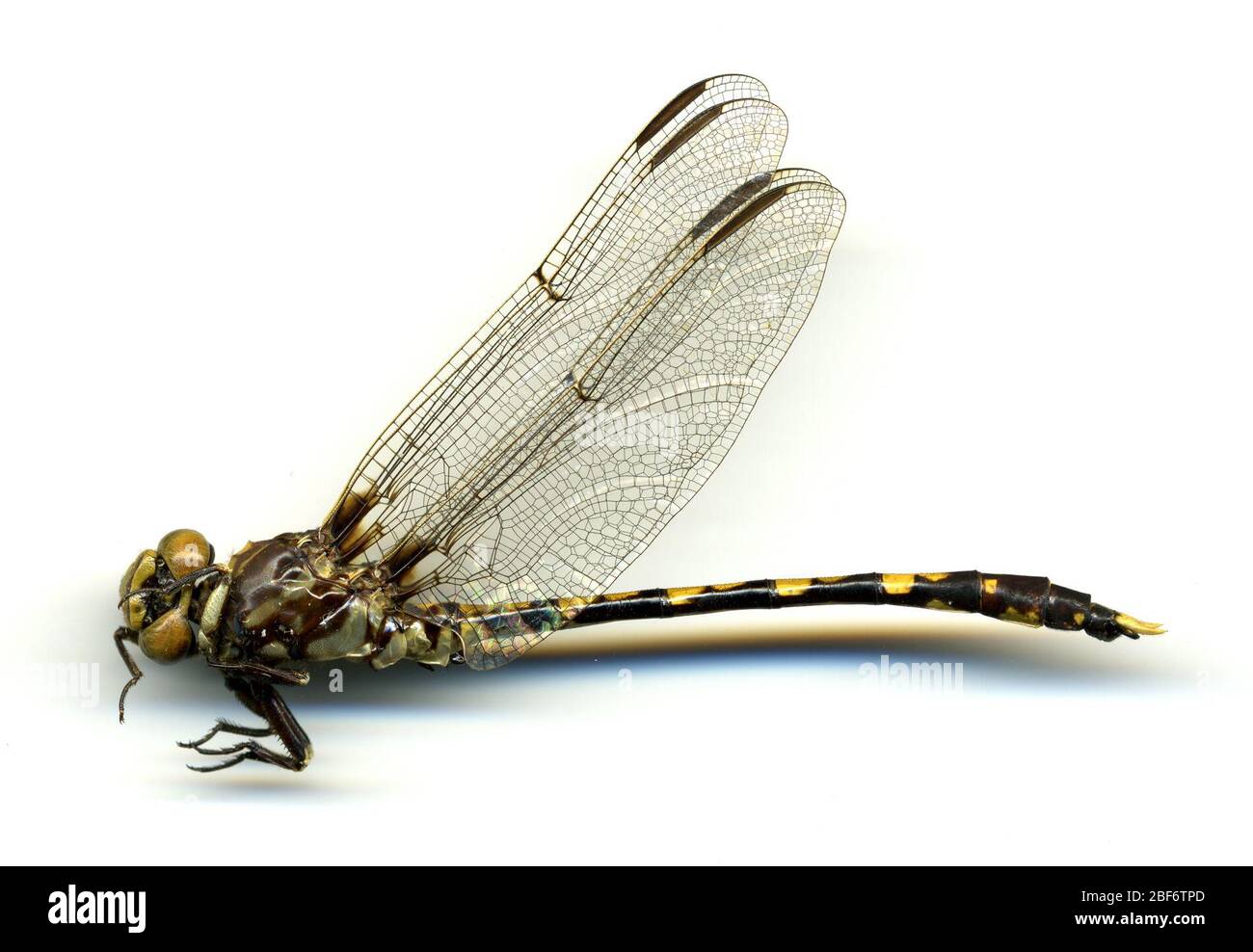 Progomphus bellei. 26 May 20161 Stock Photo - Alamy