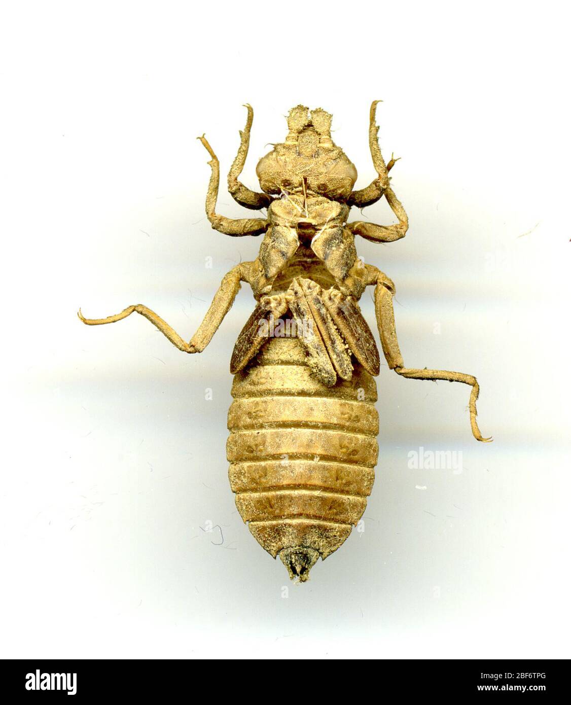 Lanthus parvulus hi-res stock photography and images - Alamy