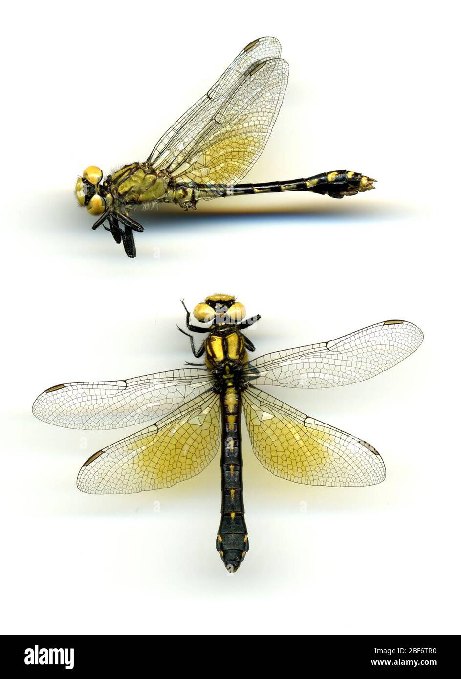 Ophiogomphus howei. 23 May 20161 Stock Photo - Alamy