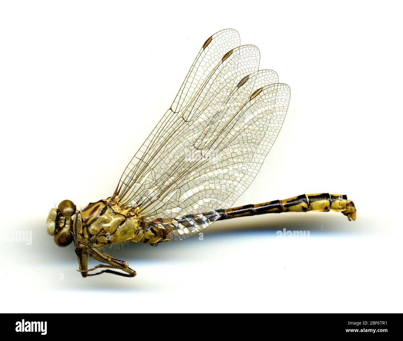 Ophiogomphus morrisoni. 23 May 20161 Stock Photo - Alamy