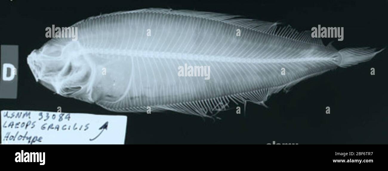 Laeops gracilis. 19 Jun 2017D. 52121 Stock Photo - Alamy