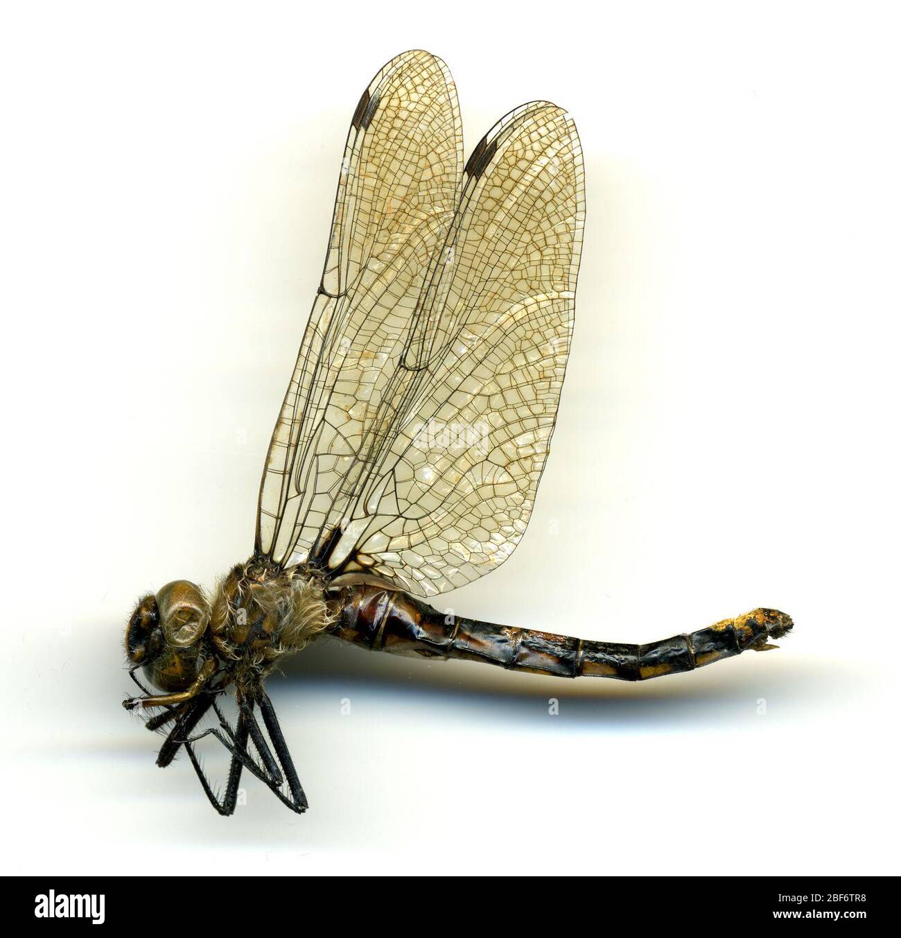 Epitheca spinigera. 19 May 20161 Stock Photo - Alamy