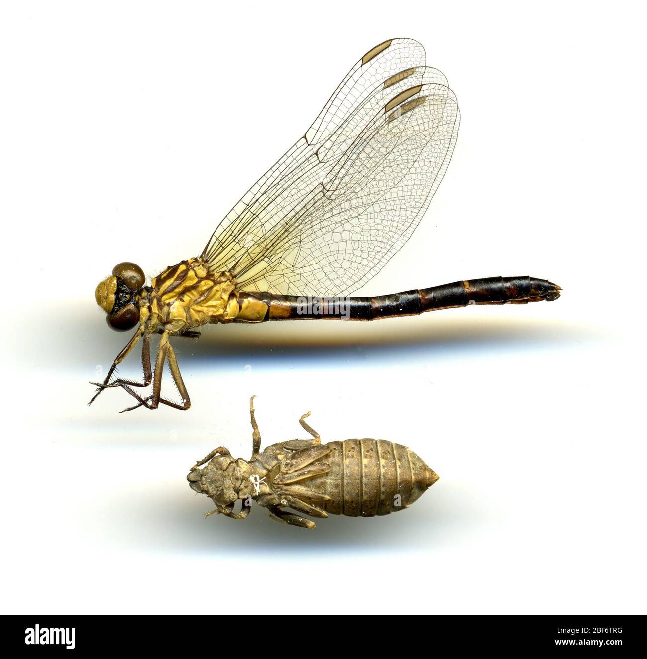 Stylogomphus albistylus hi-res stock photography and images - Alamy