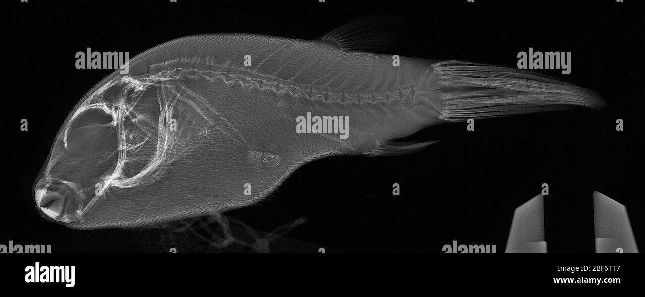 Immaculatus hi-res stock photography and images - Alamy