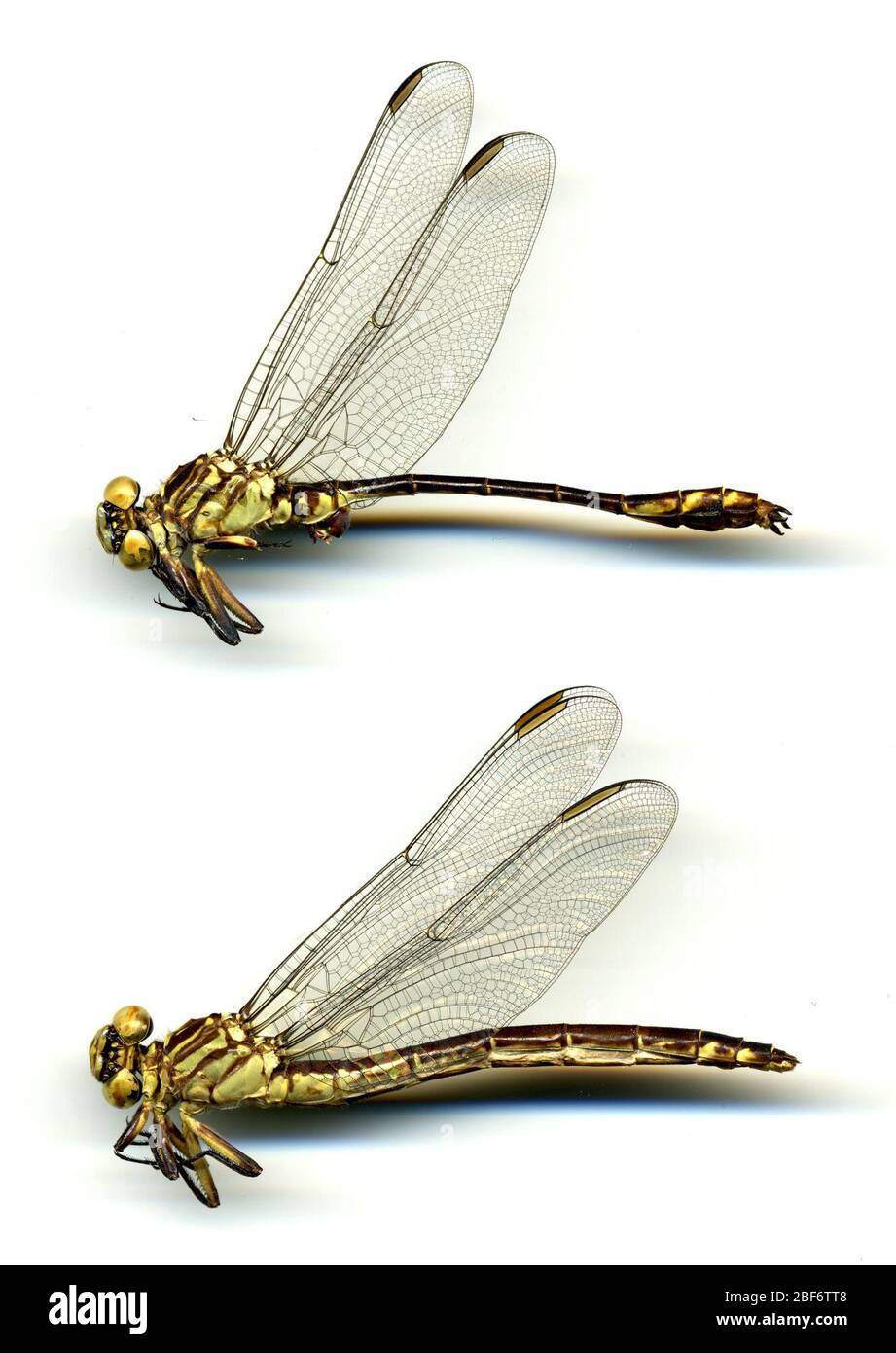 Gomphus townesi. 20 May 20161 Stock Photo - Alamy