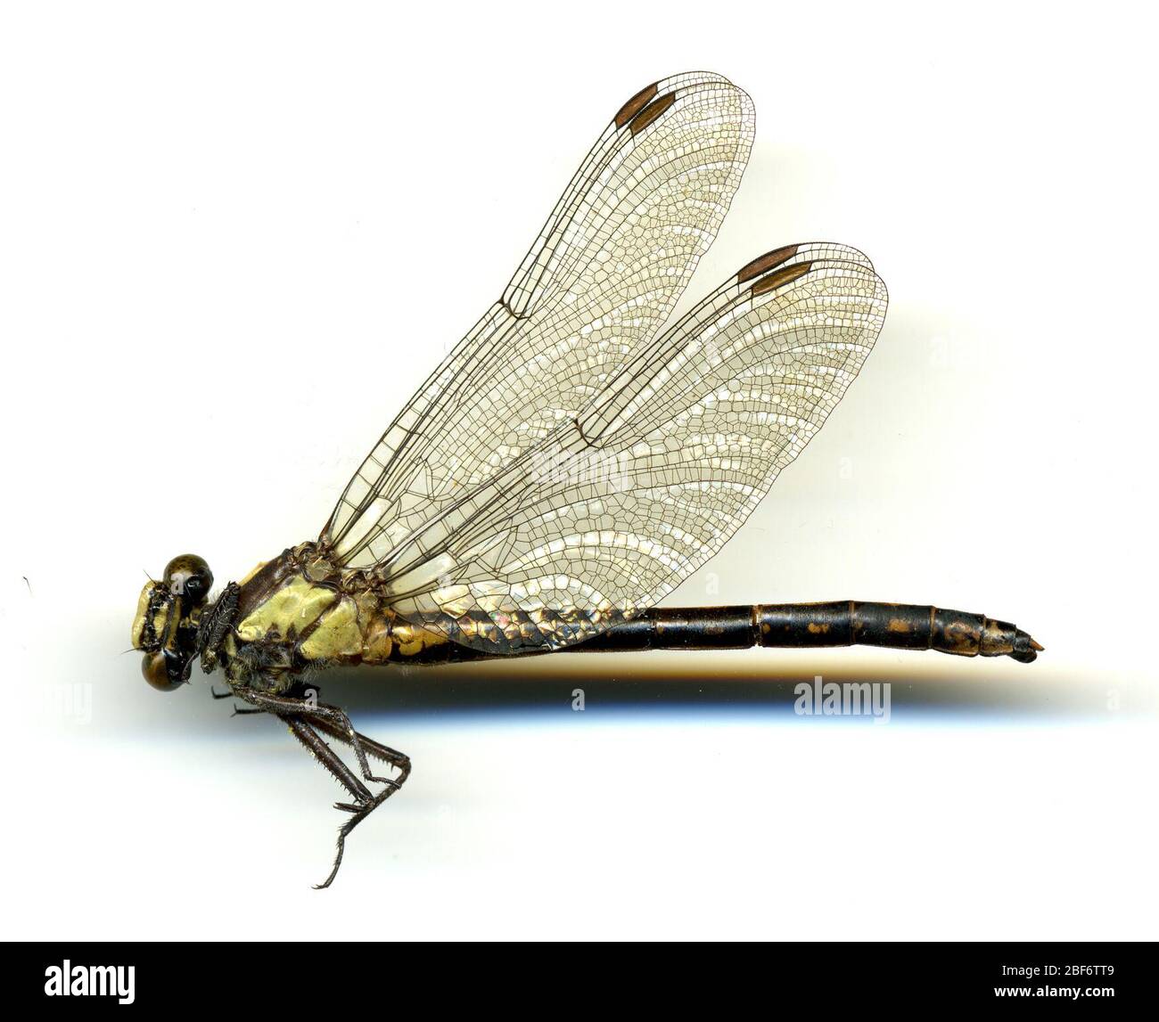 Octogomphus specularis hi-res stock photography and images - Alamy