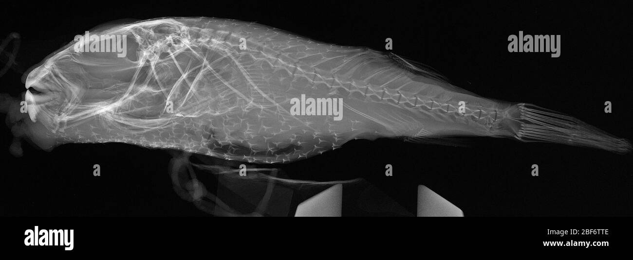 Torquigener hypselogeneion hi-res stock photography and images - Alamy