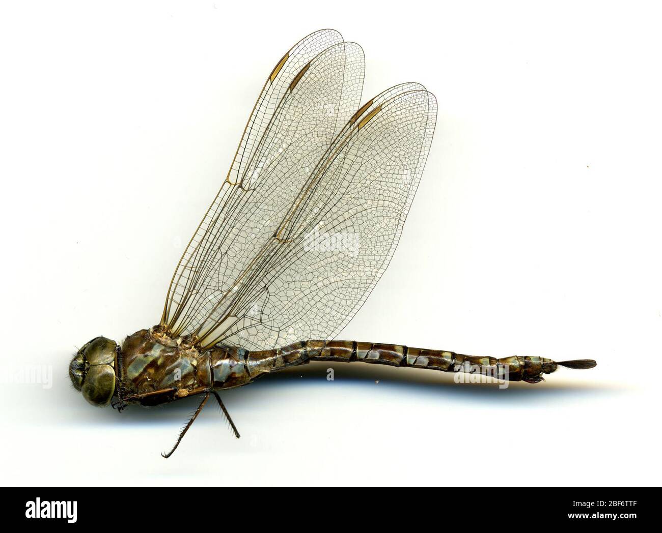 Aeshna canadensis hi-res stock photography and images - Alamy