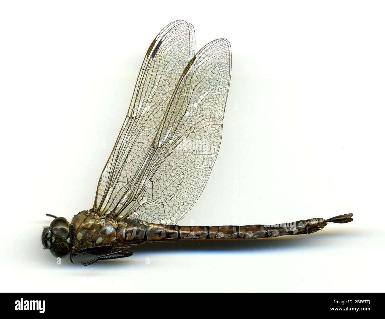 Interrupta Cut Out Stock Images & Pictures - Alamy