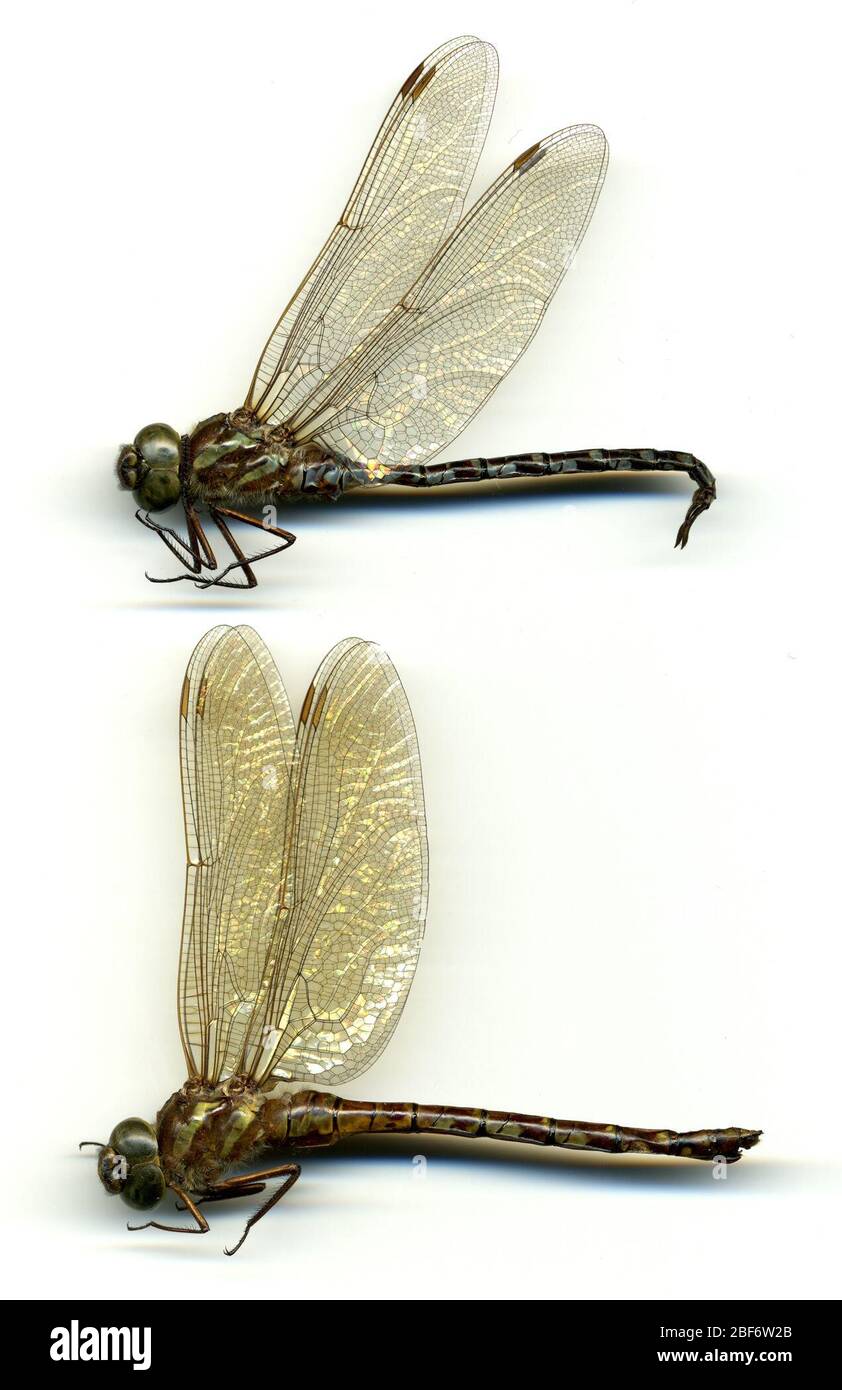 Verticalis Cut Out Stock Images & Pictures - Alamy