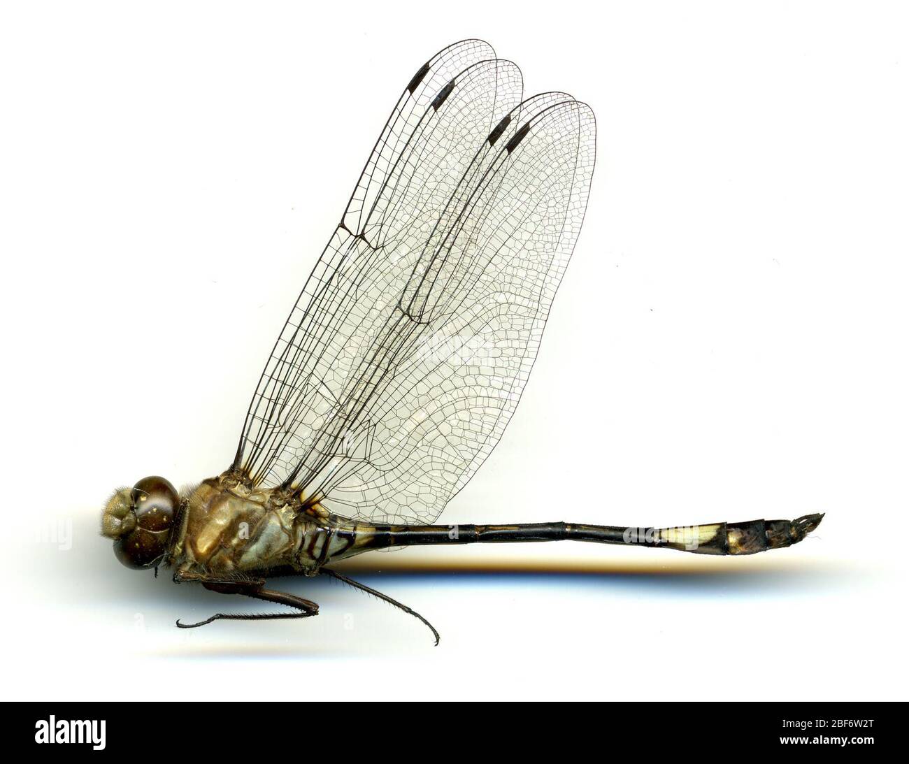 Mendax hi-res stock photography and images - Alamy