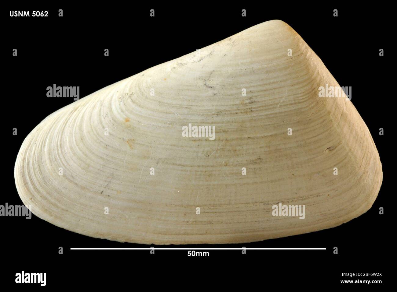 Biological morphology hi-res stock photography and images - Alamy