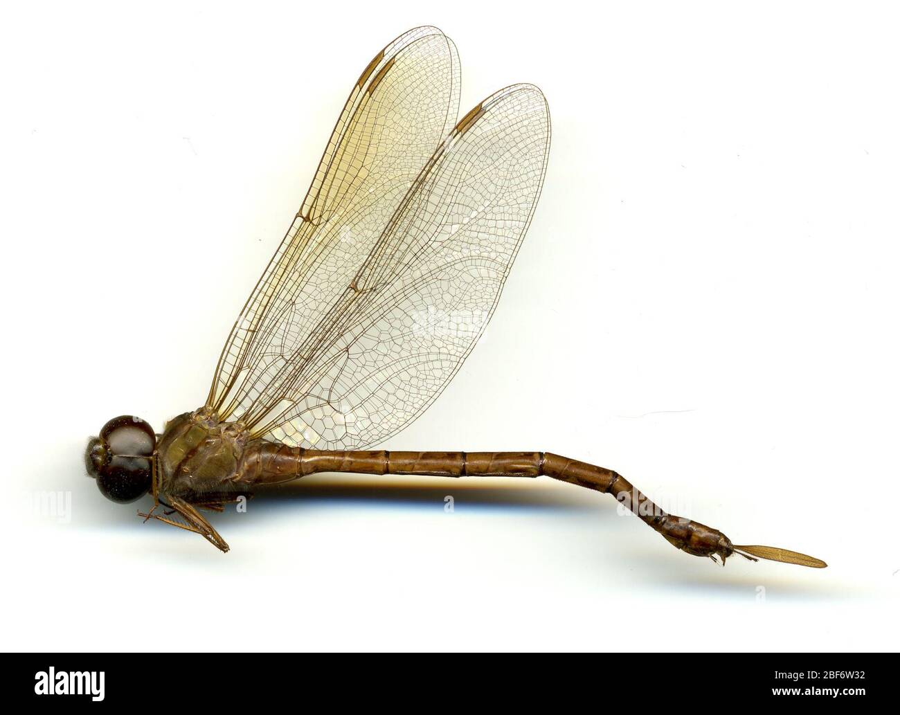 Triacanthagyna trifida hi-res stock photography and images - Alamy