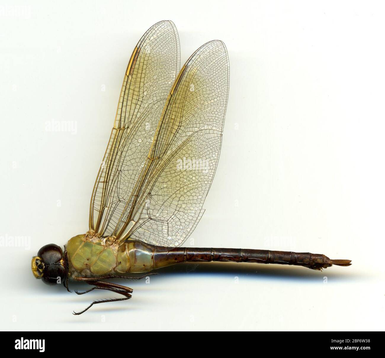 Anax junius. 21 Apr 20161 Stock Photo - Alamy