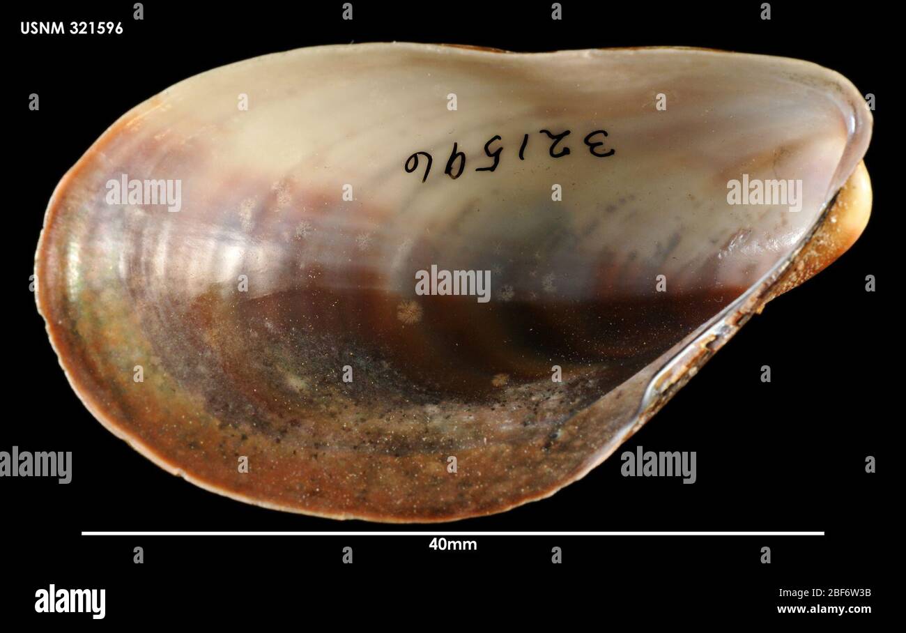 Modiolus hi-res stock photography and images - Alamy