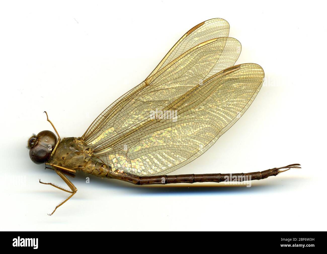 Gynacantha nervosa hi-res stock photography and images - Alamy