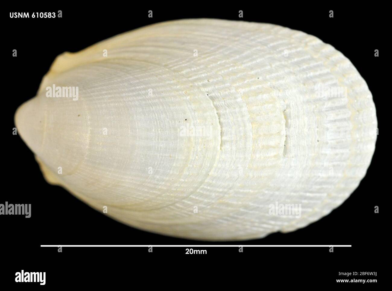 Limatula maoria. 15 Jan 201310 Stock Photo - Alamy