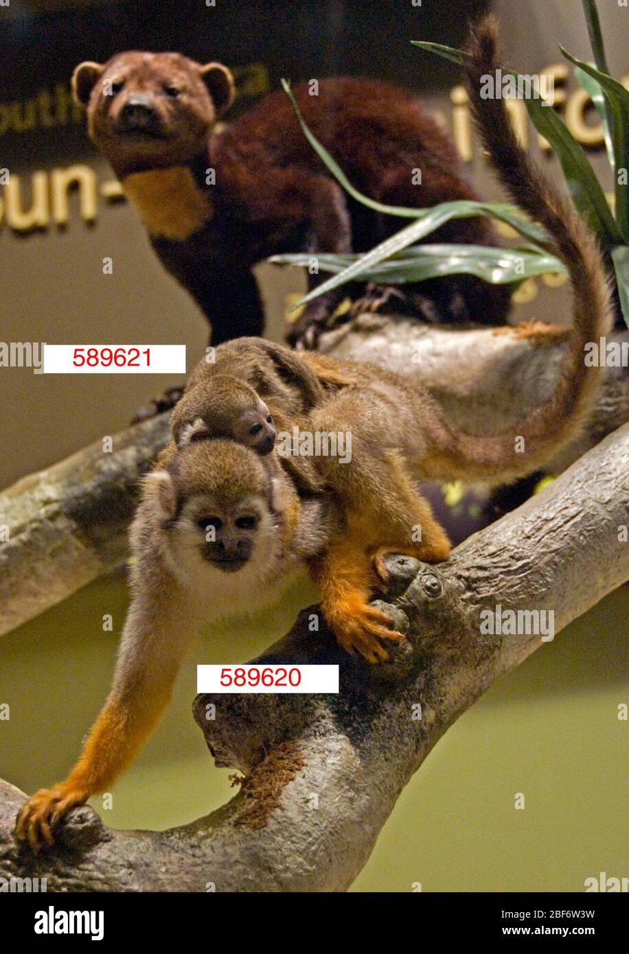 Saimiri genus hi-res stock photography and images - Alamy