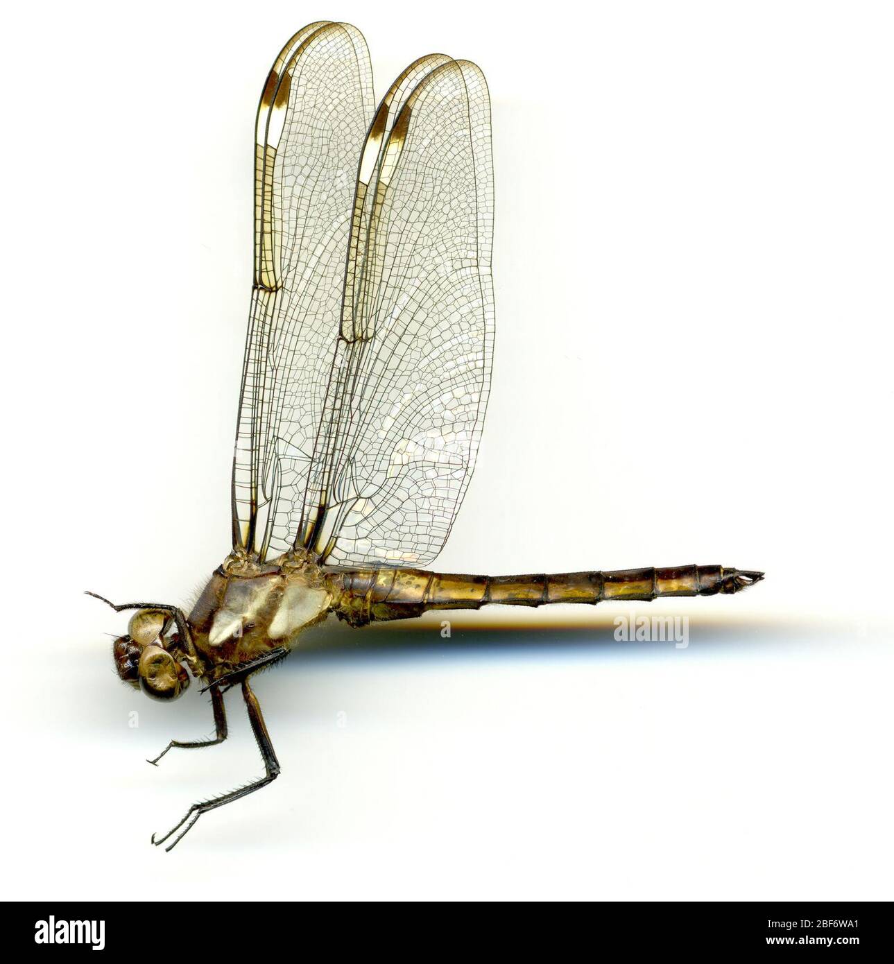 Dragonfly larvae north america hi-res stock photography and images - Alamy