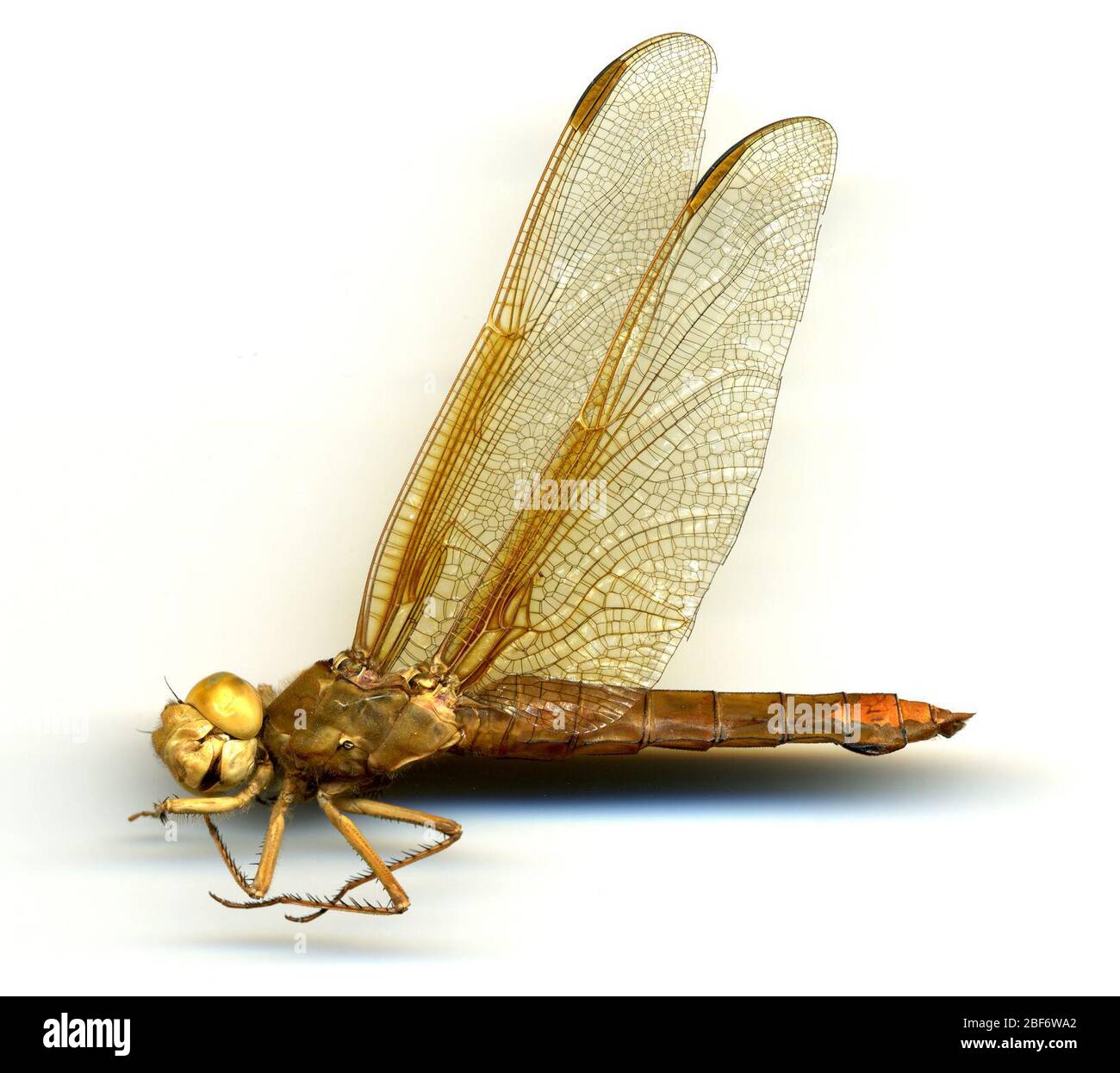 Croceipennis hi-res stock photography and images - Alamy