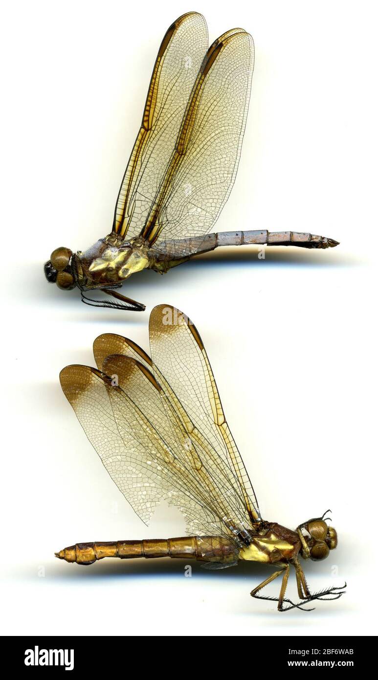 Entomology study hi-res stock photography and images - Alamy